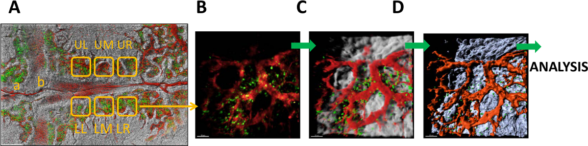 Combining Intravital Fluorescent Microscopy (IVFM) with Genetic Models ...
