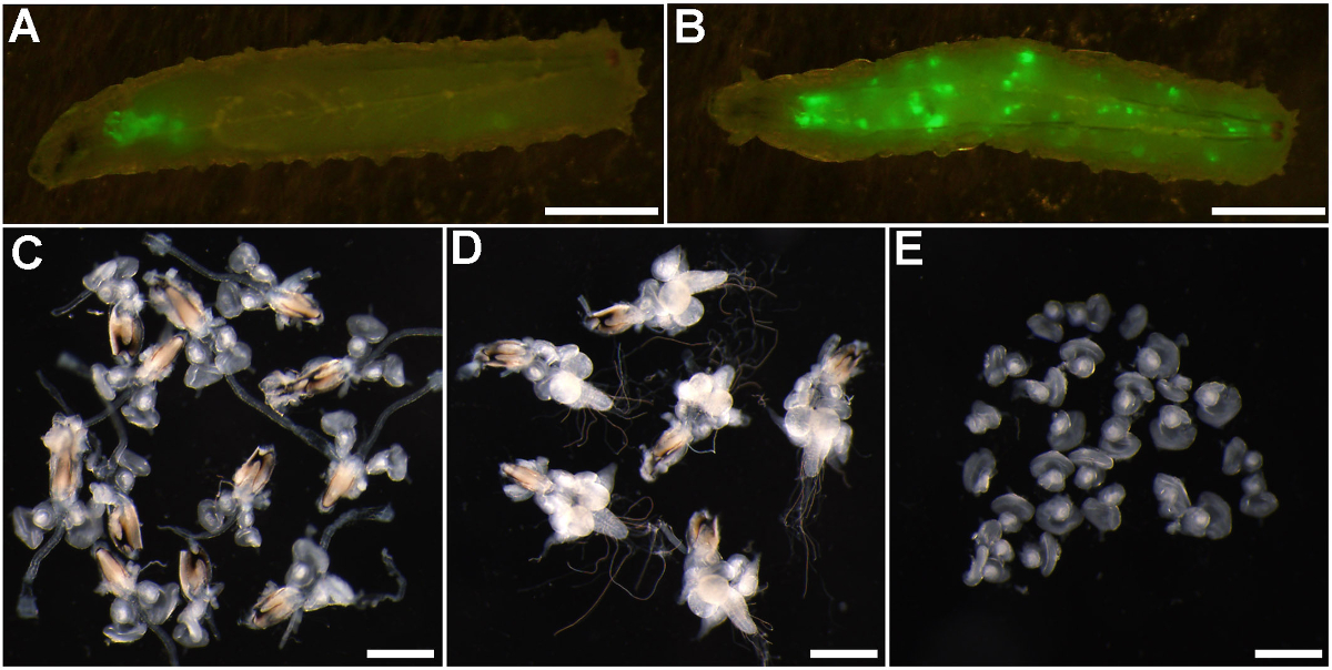 The Drosophila Imaginal Disc Tumor Model: Visualization and ...