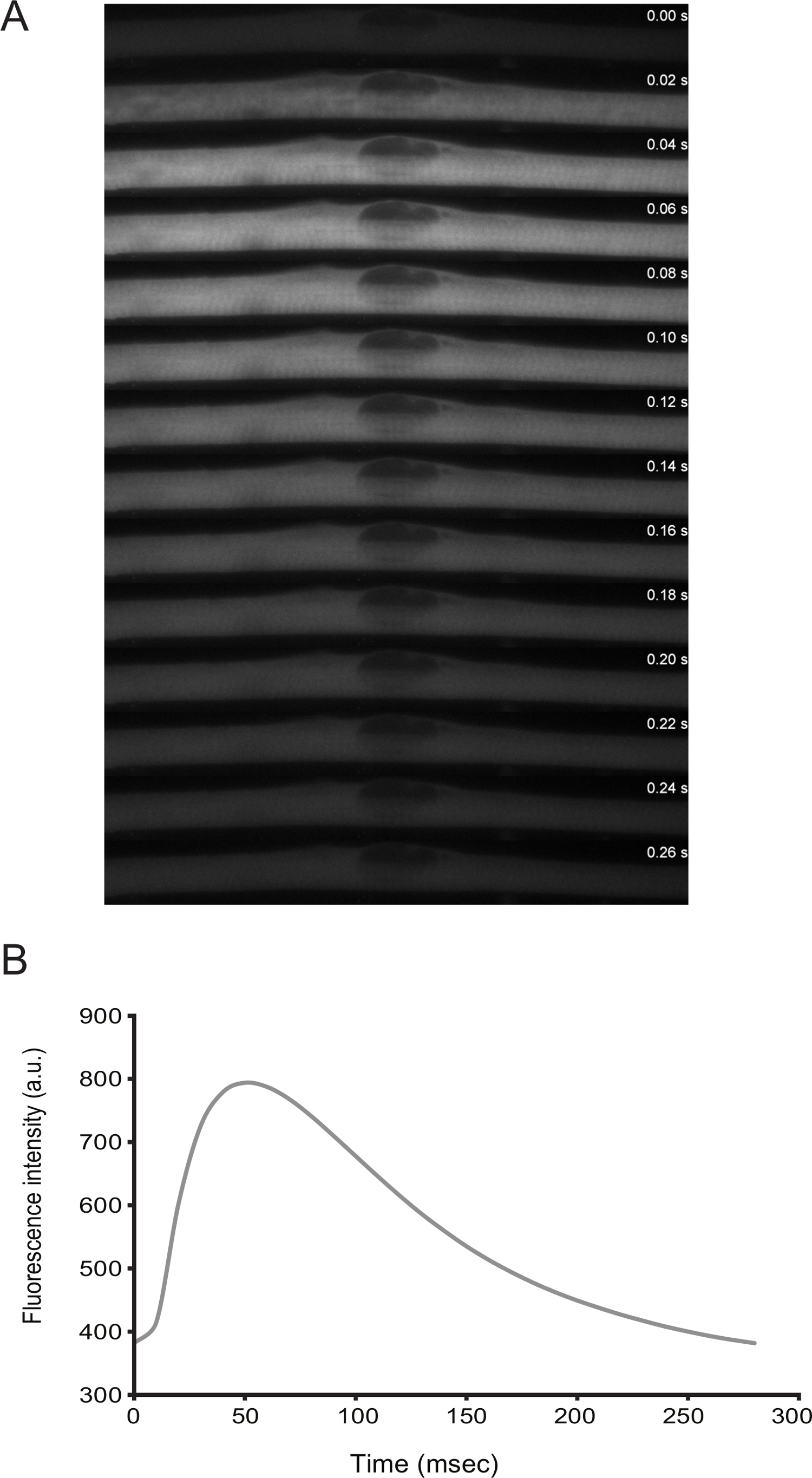 In Vitro Differentiation of Mature Myofibers for Live Imaging - PMC