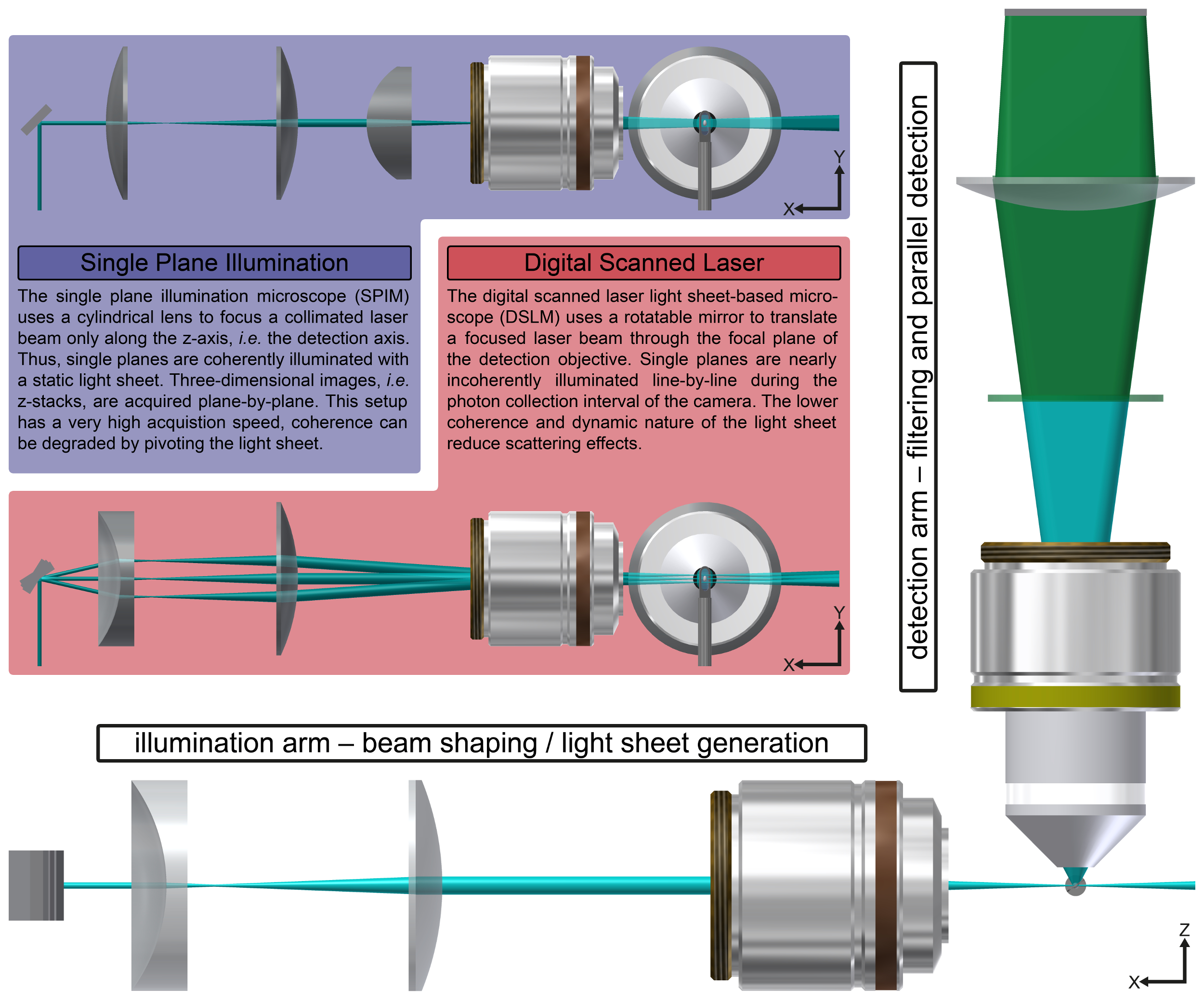 Light Sheet-based Fluorescence Microscopy of Living or Fixed and ...
